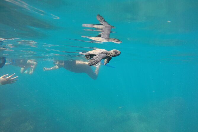 Private Guided Snorkeling in Cabo San Lucas - The Sum Up: Who Will Love This Tour?