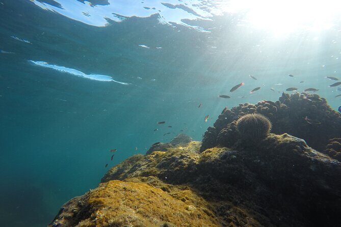 Private Guided Snorkeling in Cabo San Lucas - FAQs
