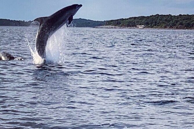 Private Guided Sunset Dolphin Watching in Adriatic Sea - The Sum Up