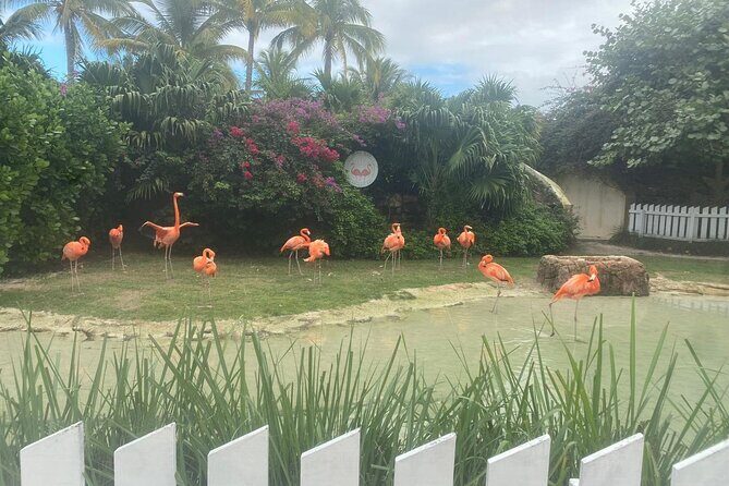 Private Guided Tour Around Nassau, The Bahamas - Exploring Nassau in Style and Substance