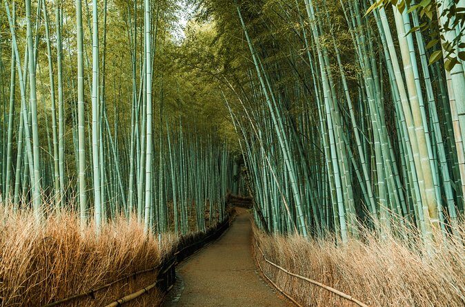 Private Guided Tour from Tokyo to Kyoto - Reviews and Authentic Insights