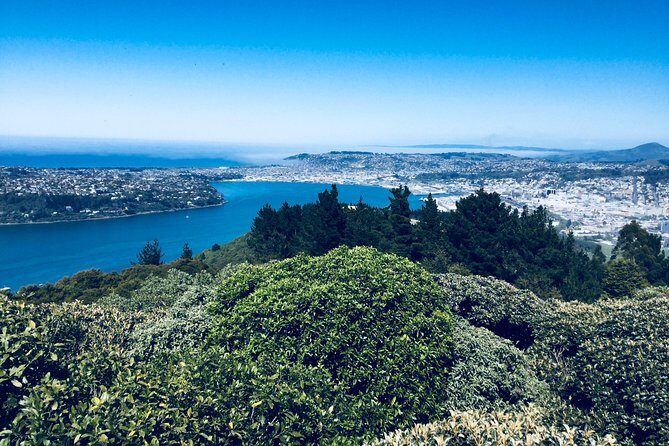 Private Guided Tour of Dunedin City Heritage and Unique Wildlife and Scenery - Cost and Value Analysis