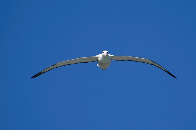 Private Guided Tour of Dunedin City Heritage and Unique Wildlife and Scenery - Who Should Book This Tour?