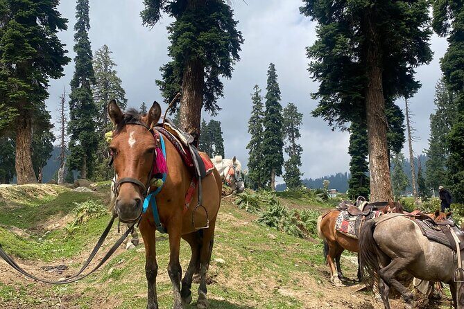 Private Guided Tour of Gulmarg from Srinagar - Who Is This Tour Best For?