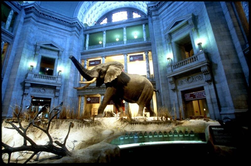 Private Guided Tour of The Natural History Museum - A Closer Look at the Experience