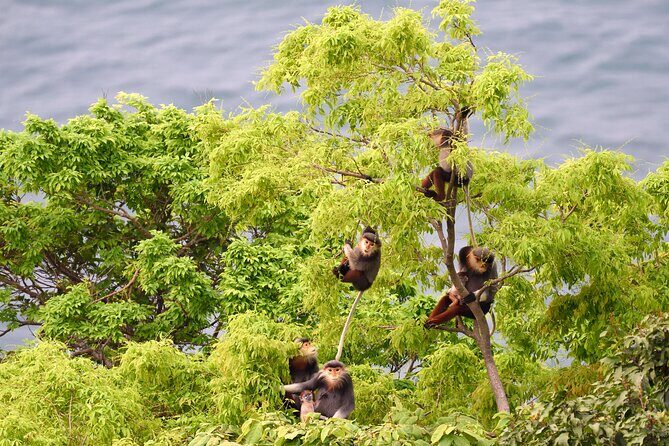 Private Guided Tour To The Wild of Son Tra With Photography - Key Points