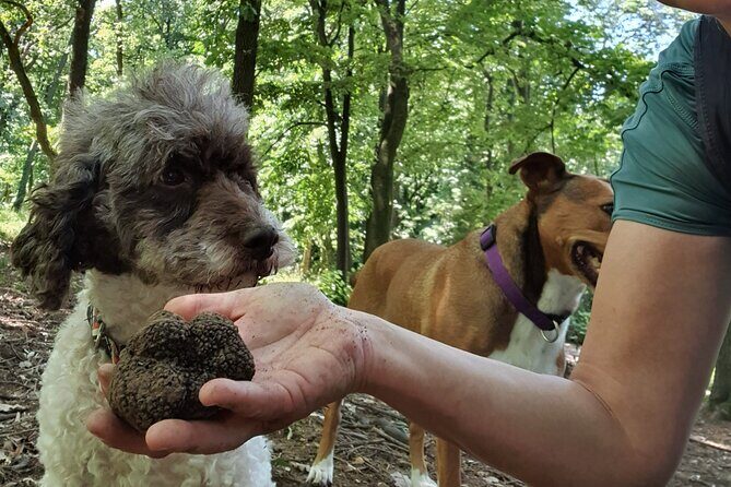 Private Guided Truffle Hunting Tour in Serbia with Lunch - A Full Look at the Truffle Hunting Tour Experience