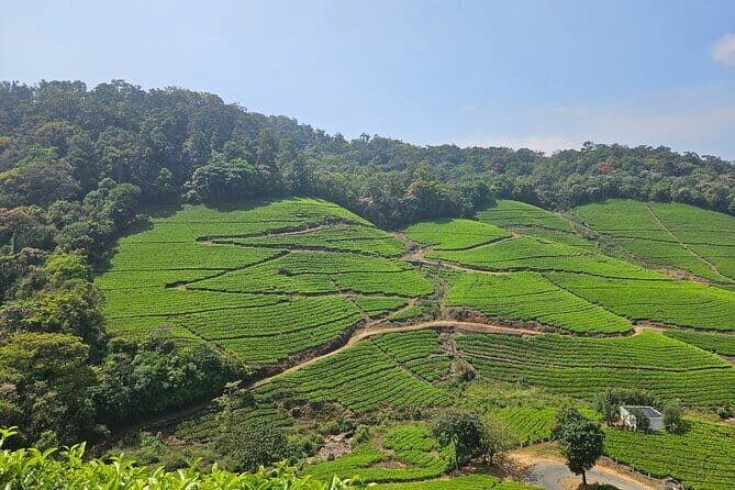 Private Half Day Anakulam Jeep Safari from Munnar - Why This Tour Is a Great Choice