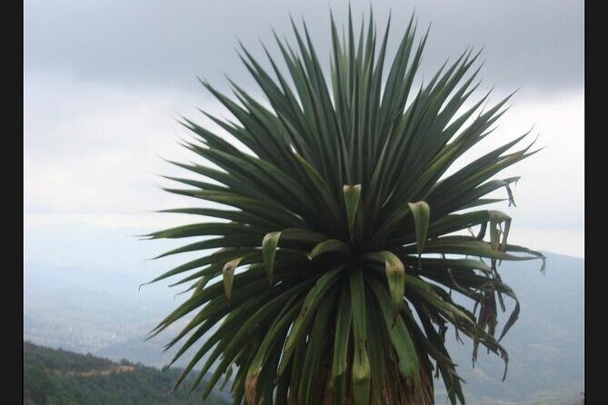 Private Half Day Bird Watching Experience - Introduction: A Personal Look at Oaxaca’s Bird Sanctuary