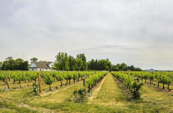 Private Half-Day Custom Wine Tasting Tour of Niagara-on-the-Lake - An In-Depth Look at the Tour Itinerary