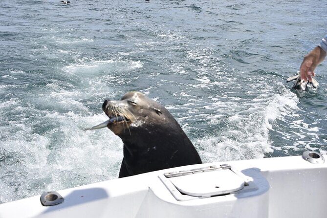 Private Half-day Deep Sea Fishing Charter in Cabo San Lucas - Final Thoughts