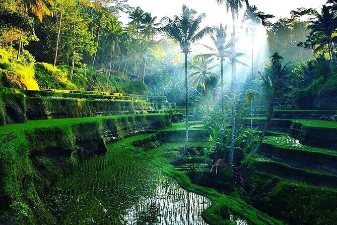 Private Half Day Heritage and Cultural Ubud Tour - All Inclusive - The Sum Up: Why This Tour Is a Solid Choice for Bali Visitors