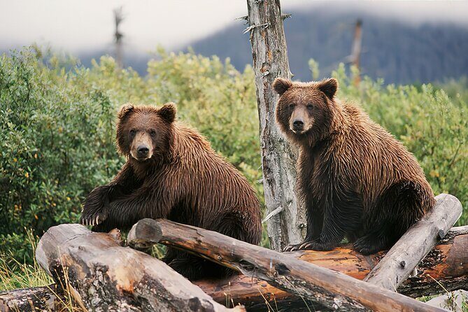 Private Half-Day Nature Tour from Anchorage - Why Choose This Tour? An In-Depth Look