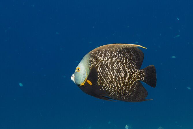 Private Half day REVOLVE Boat & Snorkeling tour in Bonaire - Frequently Asked Questions