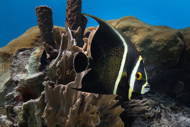 Private Half day REVOLVE Boat & Snorkeling tour in Bonaire - Final Thoughts