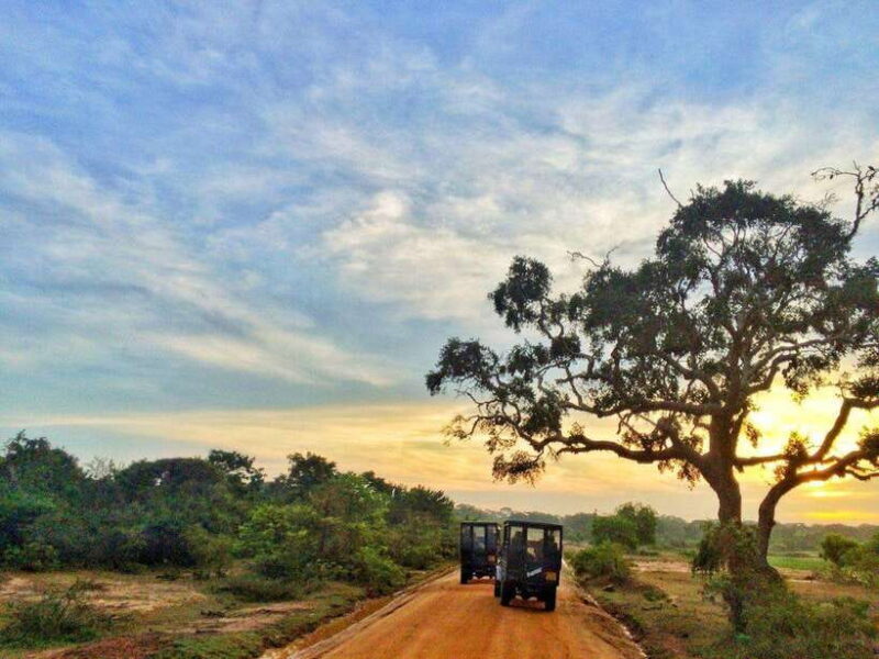 Private Half-Day Safari at Yala National Park - Discover the Wild Side of Sri Lanka with a Private Half-Day Safari at Yala National Park