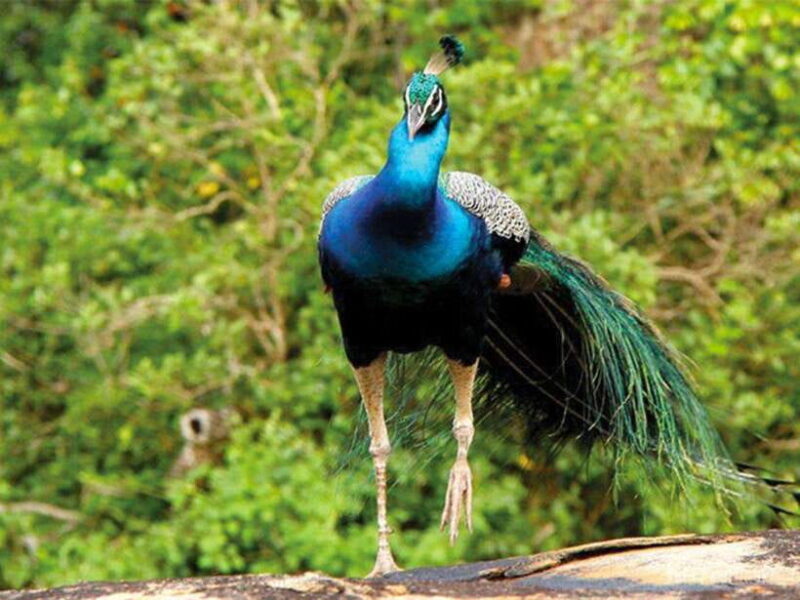 Private Half-Day Safari at Yala National Park - Frequently Asked Questions