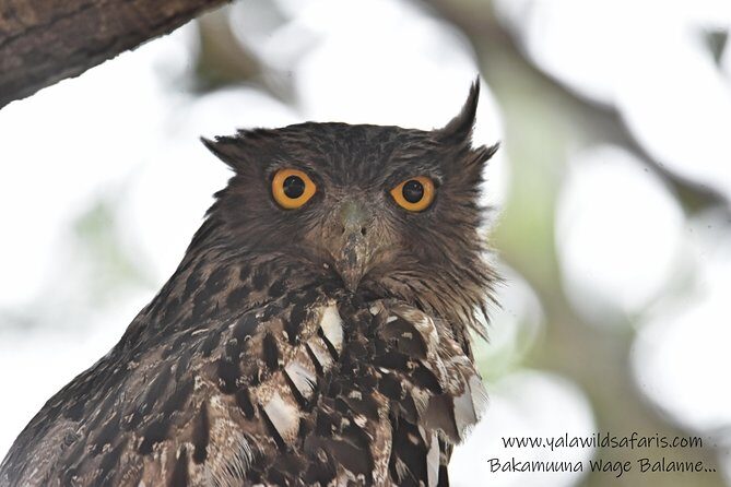 Private Half Day Safari Tour to Yala NP From Tangalle and Drop Back - An Overview of the Experience