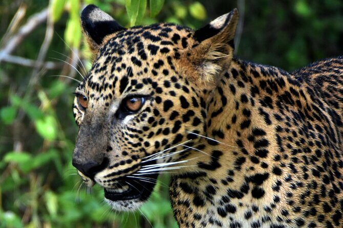 Private Half Day Safari Tour to Yala NP From Tangalle and Drop Back - Analyzing the Value