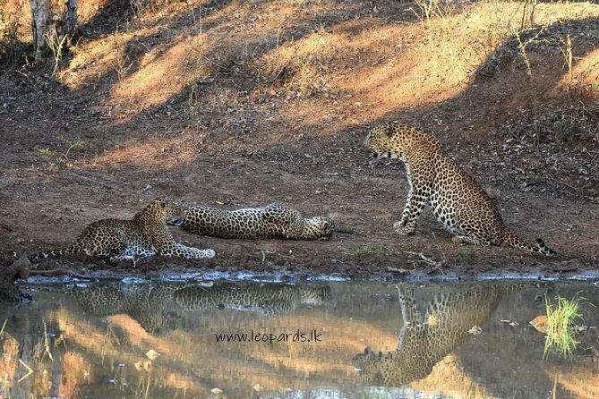 Private Half Day Safari Tour to Yala NP From Tangalle and Drop Back - The Reviews: Authentic Insights