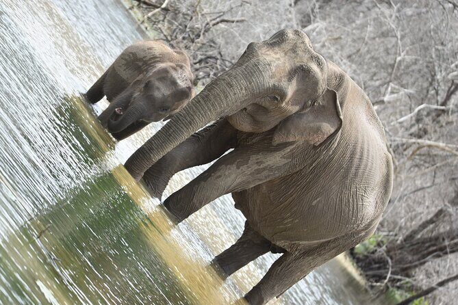 Private Half Day Safari Tour to Yala NP From Tangalle and Drop Back - Who Should Consider This Tour?
