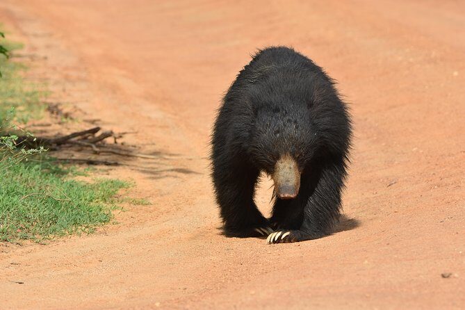 Private Half Day Safari Tour to Yala NP From Tangalle and Drop Back - The Sum Up