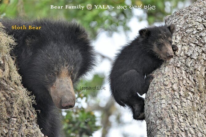 Private Half Day Safari Tour to Yala NP From Tangalle and Drop Back - FAQ