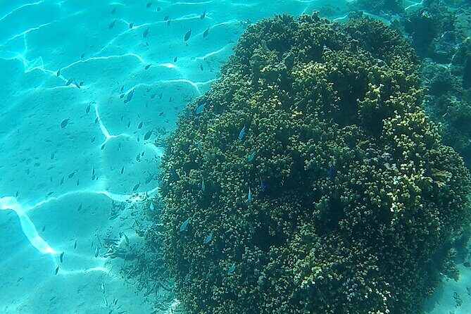 Private Half Day Sailing Excursion on the Lagoon of Tahiti - FAQ