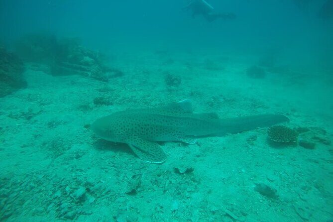 Private Half-Day Scuba Diving with expert (1Dive) - What to Expect on Your Tour