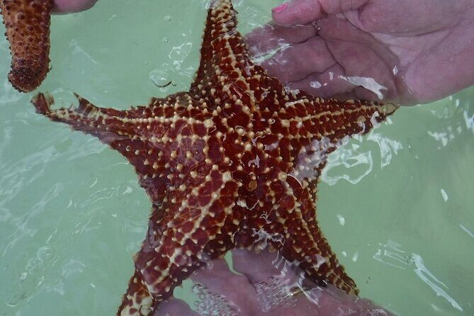 Private Half Day Stingray City, Snorkeling and Starfish Beach Tour - A Detailed Look at the Tour Experience