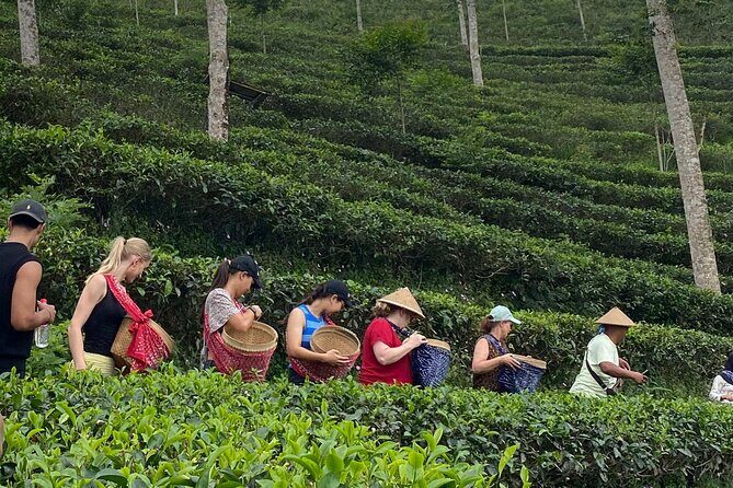 Private Half-Day Tea Village Discovery with lunch in Yogyakarta - Key Points