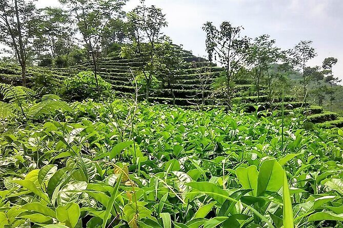 Private Half-Day Tea Village Discovery with lunch in Yogyakarta - An In-Depth Look at the Tea Village Tour