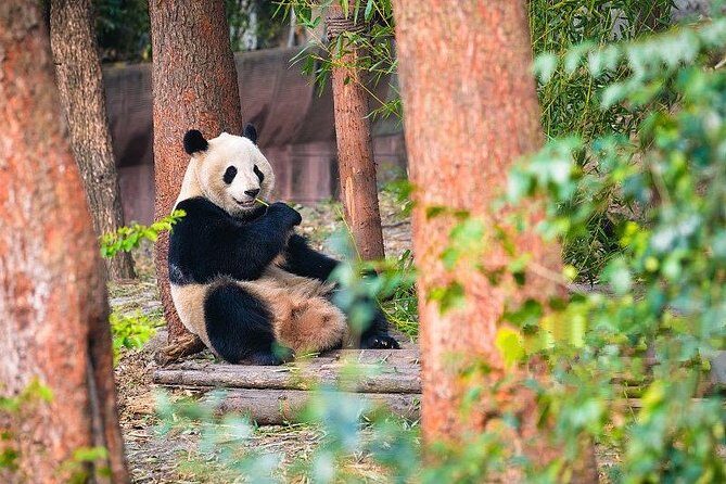 Private Half-Day Tour Chengdu Panda Breeding Center - Key Points