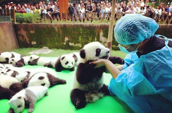 Private Half-Day Tour Chengdu Panda Breeding Center - The Final Word