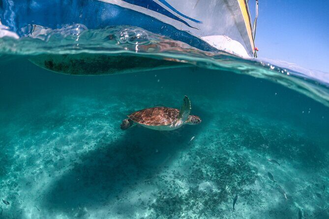 Private Half Day Tour in Cenote Cave and Swimming with Turtles - Why This Tour Offers Real Value