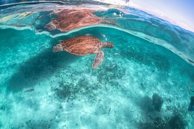 Private Half Day Tour in Cenote Cave and Swimming with Turtles - The Sum Up