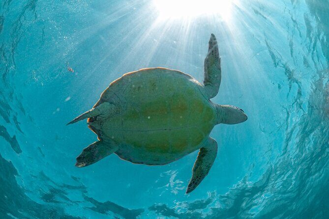 Private Half Day Tour in Cenote Cave and Swimming with Turtles - Frequently Asked Questions
