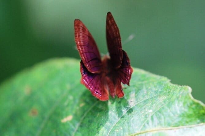 Private Half-Day Tour of Butterfly Sanctuary with Goan Meal - Exploring Goas Butterfly Sanctuary with a Taste of Local Cuisine: A Balanced Review