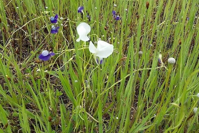 Private Half-Day Tour of Butterfly Sanctuary with Goan Meal - What to Expect: A Heartfelt Look at the Itinerary