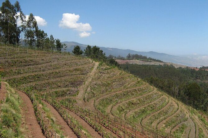 Private Half-Day Tour of Wine Fields in Portugal - A Closer Look at the Tour Itinerary