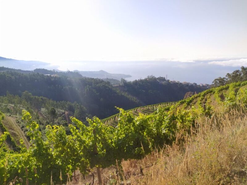 Private Half-Day Tour of Wine Fields - The Sum Up: Why You Should Consider This Tour