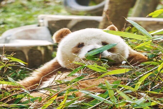 Private Half-Day Tour of Xi'an Panda Animal Protection Park - A Deep Dive into the Experience: What to Expect