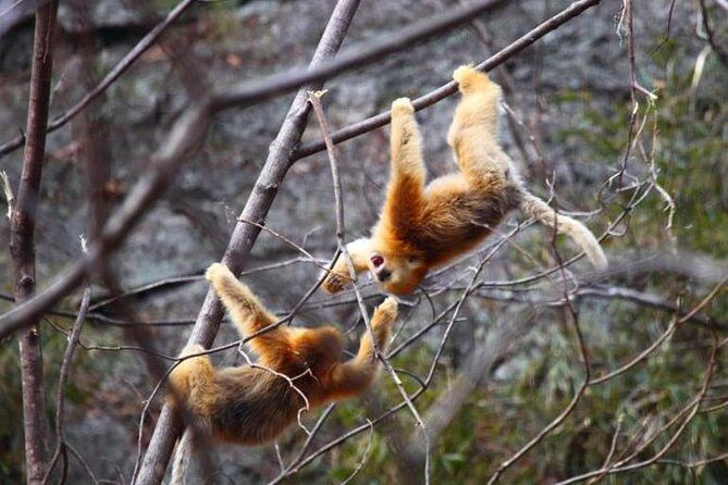 Private Half-Day Tour of Xi'an Panda Animal Protection Park - The Sum Up: Who Should Consider This Tour?