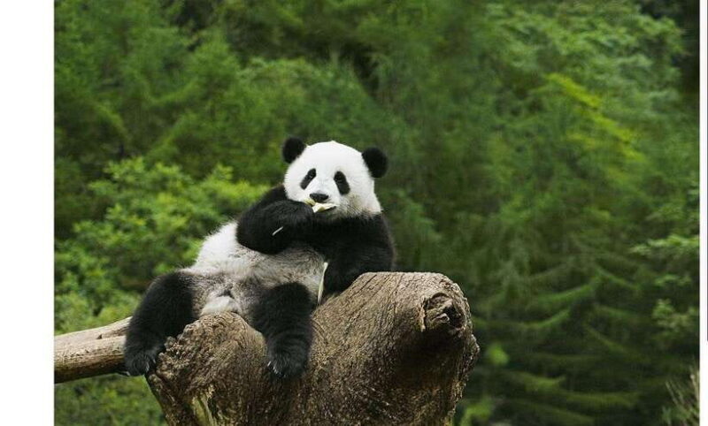 Private Half-Day Tour to Chengdu Panda Base - FAQ
