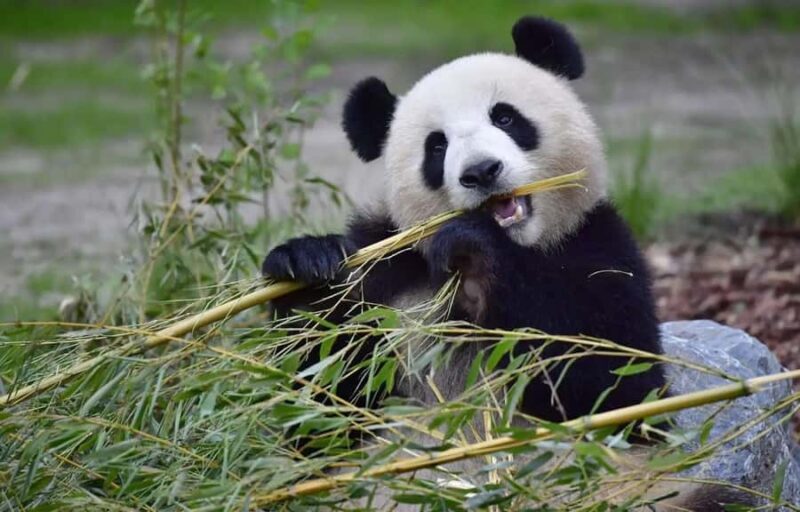 Private half day tour to Chengdu Panda Breeding Center - Key Points