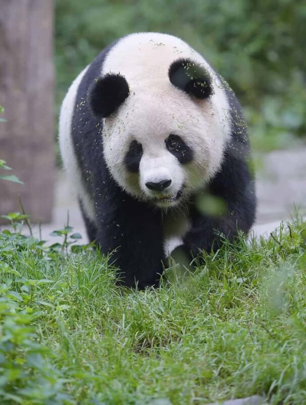 Private half day tour to Chengdu Panda Breeding Center - An In-Depth Look at the Chengdu Panda Breeding Center Tour