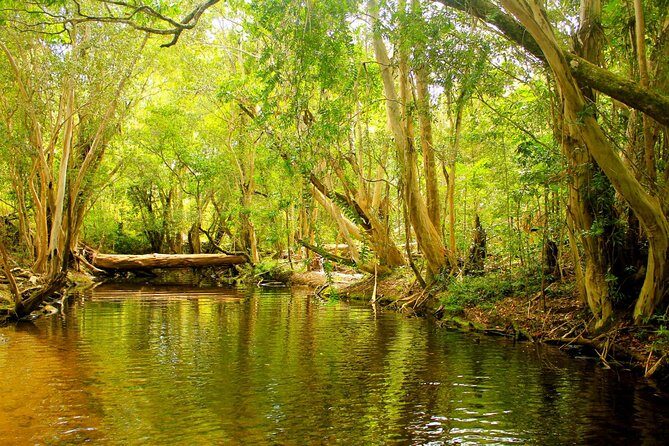 Private Half Day Tour: World Heritage Rainforest & Waterfall - A Closer Look at the Itinerary