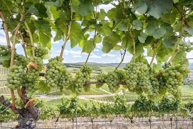 Private Half Day Txakoli Wine Tour & Getaria Fishing Village - An In-Depth Look at the Experience