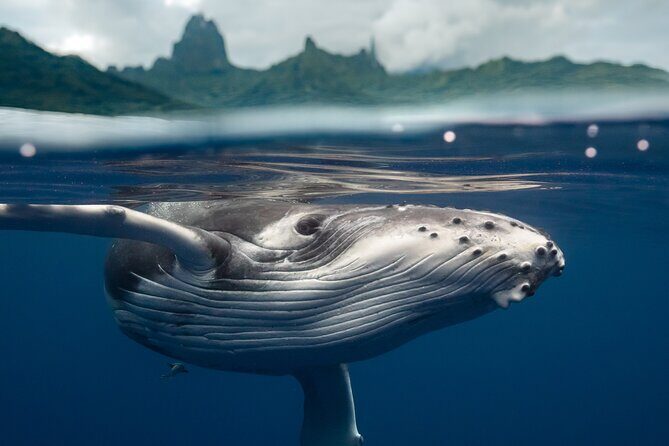 Private Half Day Whale Watching Tour - A Closer Look at Moorea’s Private Half Day Whale Watching Tour