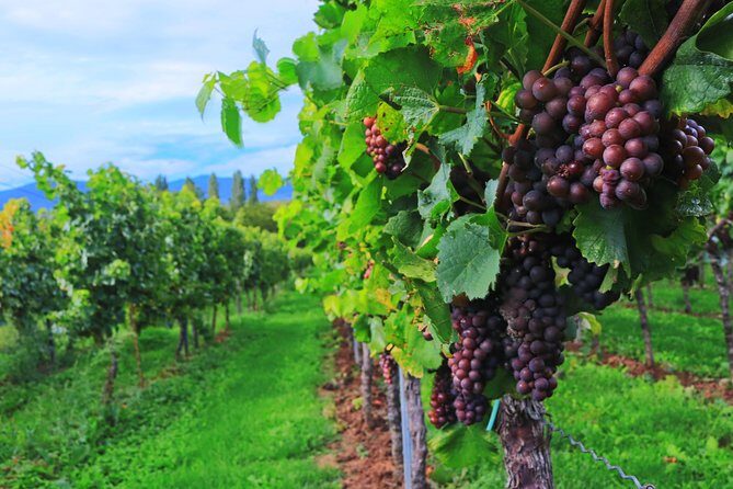 Private Half Day Wine Tasting tour: Road Of The Doges - The Bottom Line